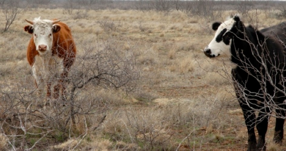 Bundy's Case: Feds Do Not Own the Land Where His Cattle Graze - The New ...