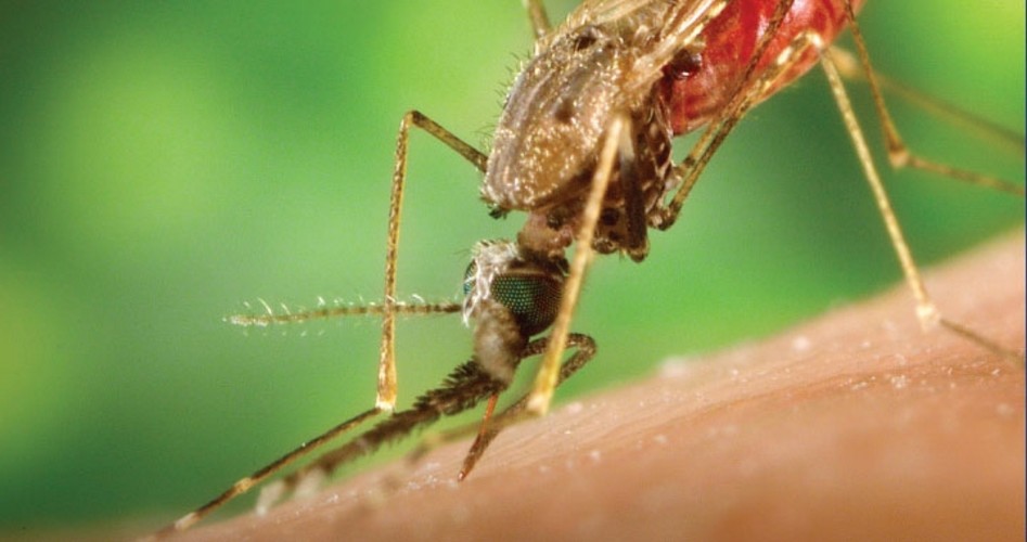 DDT Ban Breeds Death - The New American